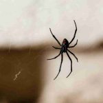 5 Black Spiders That Jump (Big And Small) | Spiders Planet