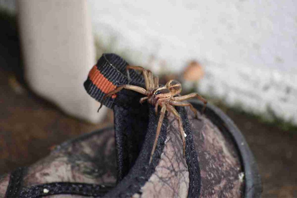 Do Spiders Really Have Teeth? Let's Take A Look! | Spiders Planet