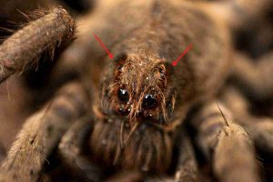 How Many Eyes Do Wolf Spiders Have? | Spiders Planet
