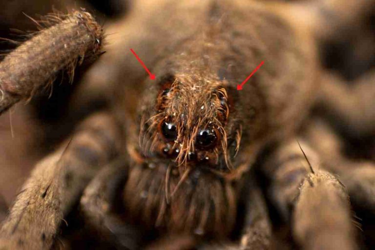 How Many Eyes Do Wolf Spiders Have? | Spiders Planet