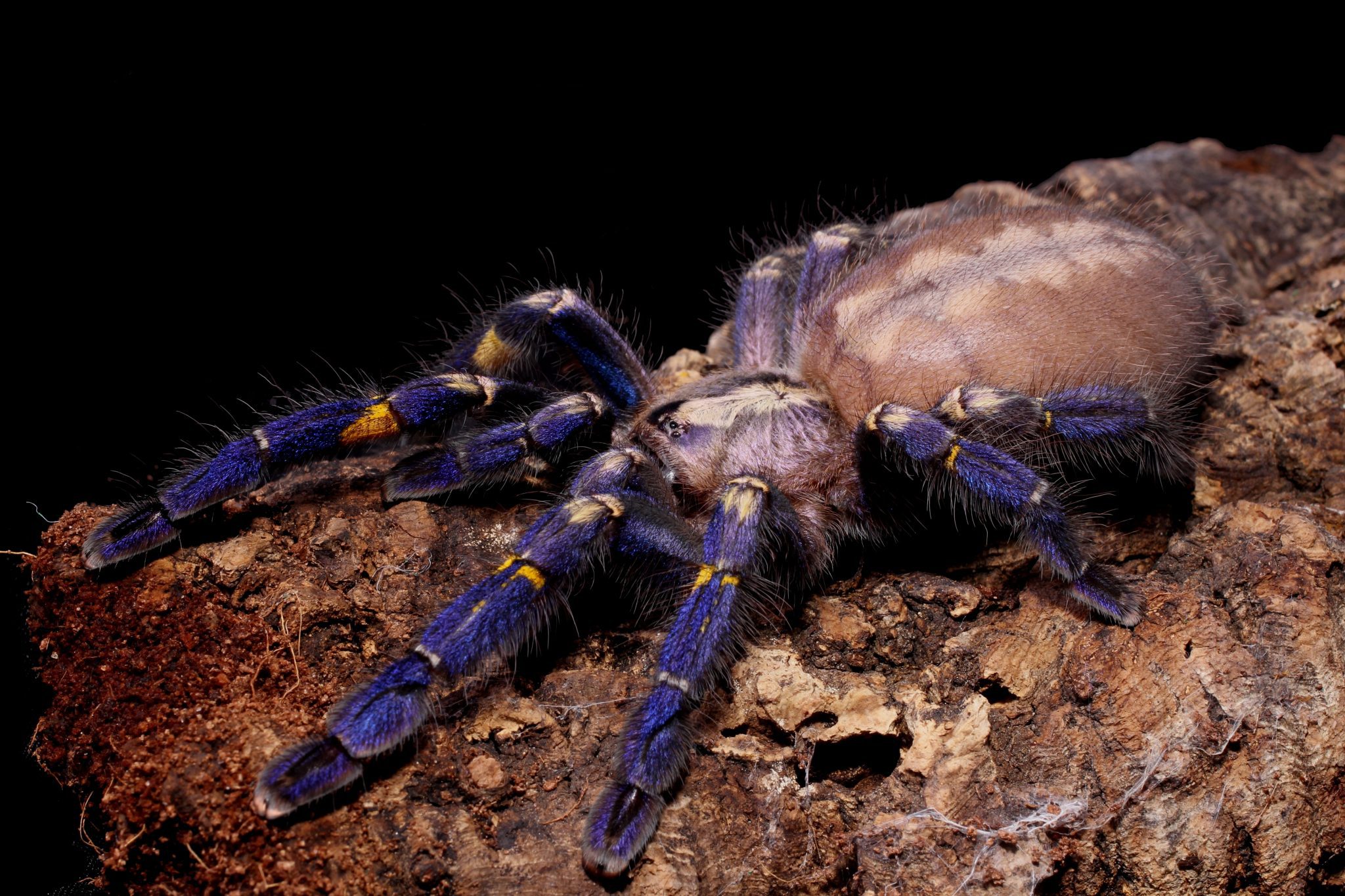 16 Blue Spiders You Won't Believe Exist: With Photos! | Spiders Planet