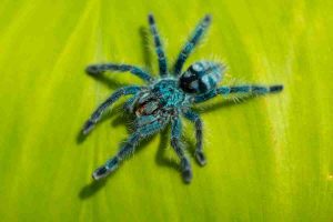 16 Blue Spiders You Won't Believe Exist: With Photos! | Spiders Planet