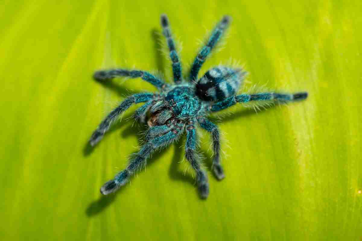 16 Blue Spiders You Won't Believe Exist: With Photos! | Spiders Planet