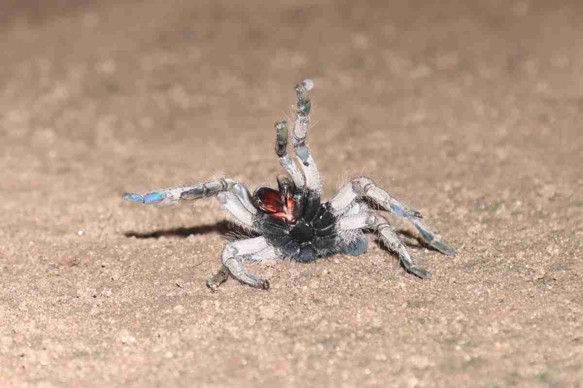 16 Blue Spiders You Won't Believe Exist: With Photos! | Spiders Planet
