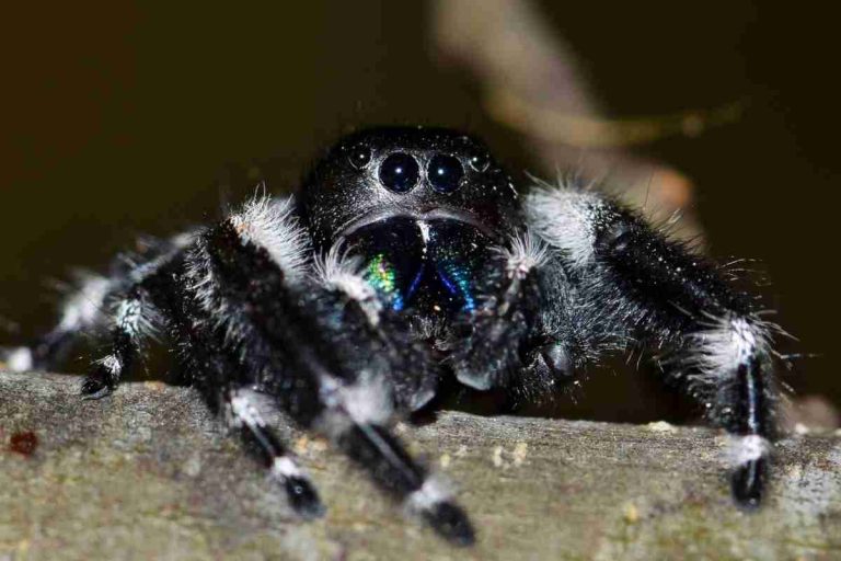 16 Blue Spiders You Won't Believe Exist: With Photos! | Spiders Planet