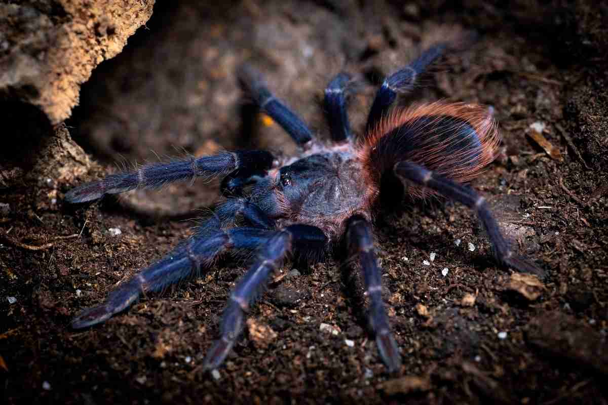 16 Blue Spiders And How To Identify Them! | Spiders Planet