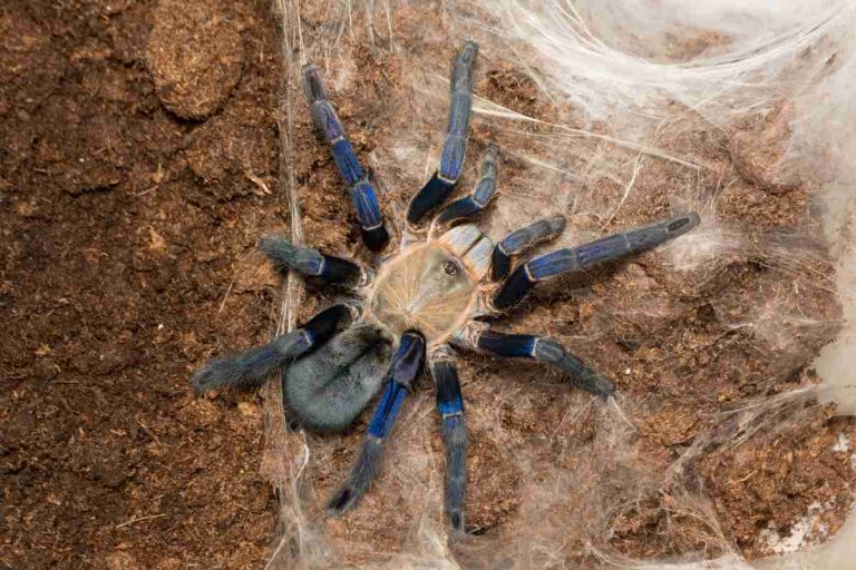 16 Blue Spiders You Won't Believe Exist: With Photos! | Spiders Planet