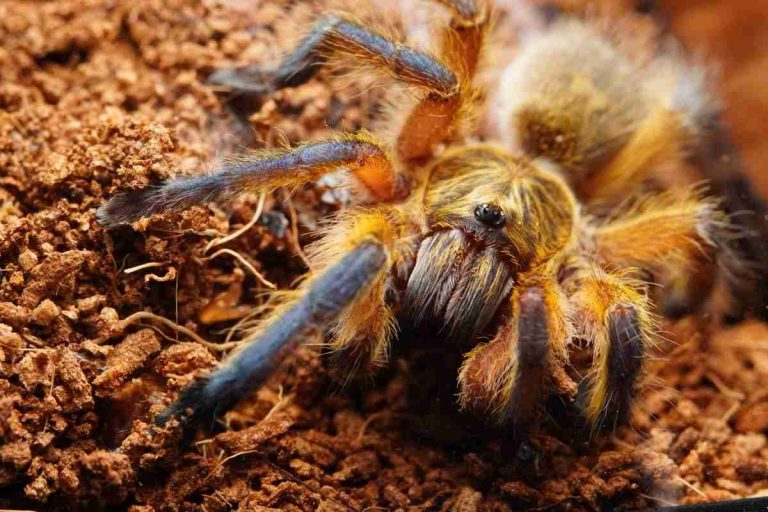 16 Blue Spiders You Won't Believe Exist: With Photos! | Spiders Planet