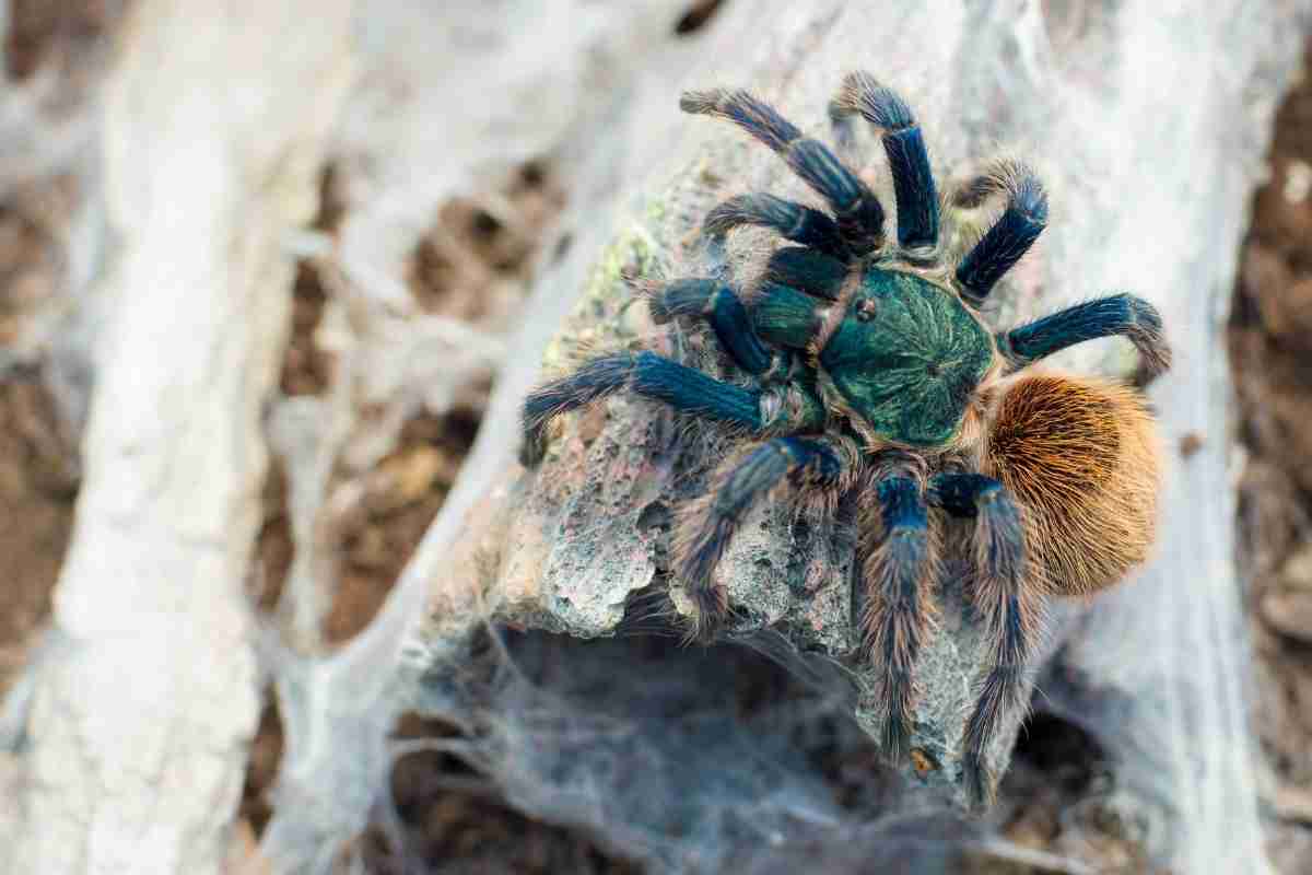 16 Blue Spiders You Won't Believe Exist: With Photos! | Spiders Planet