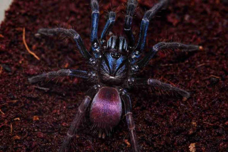 16 Blue Spiders You Won't Believe Exist: With Photos! | Spiders Planet