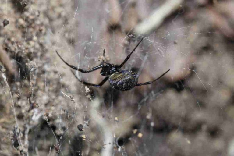 16 Blue Spiders You Won't Believe Exist: With Photos! | Spiders Planet