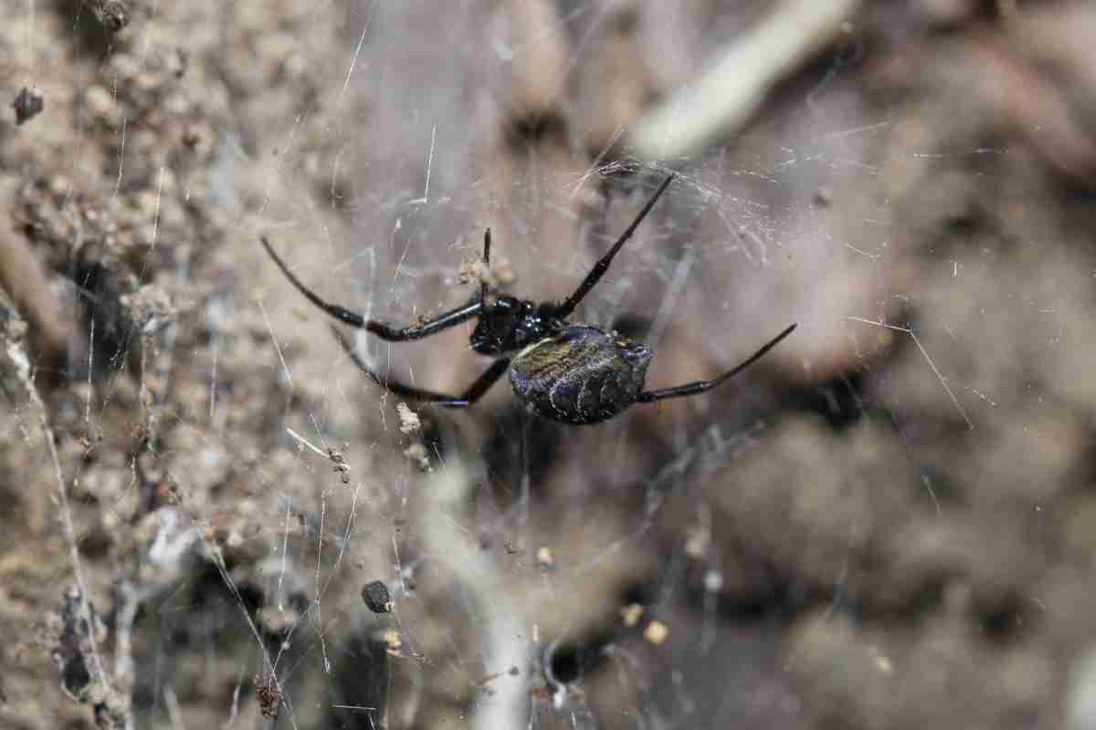 16 Blue Spiders You Won't Believe Exist: With Photos! | Spiders Planet