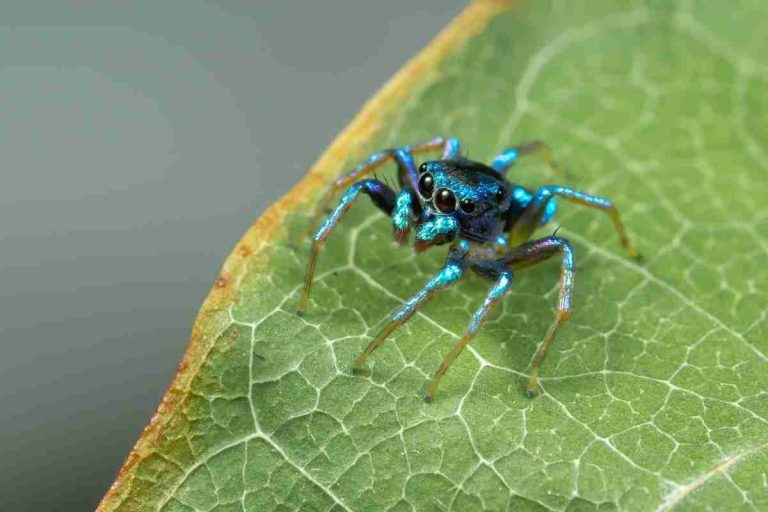 16 Blue Spiders You Won't Believe Exist: With Photos! | Spiders Planet