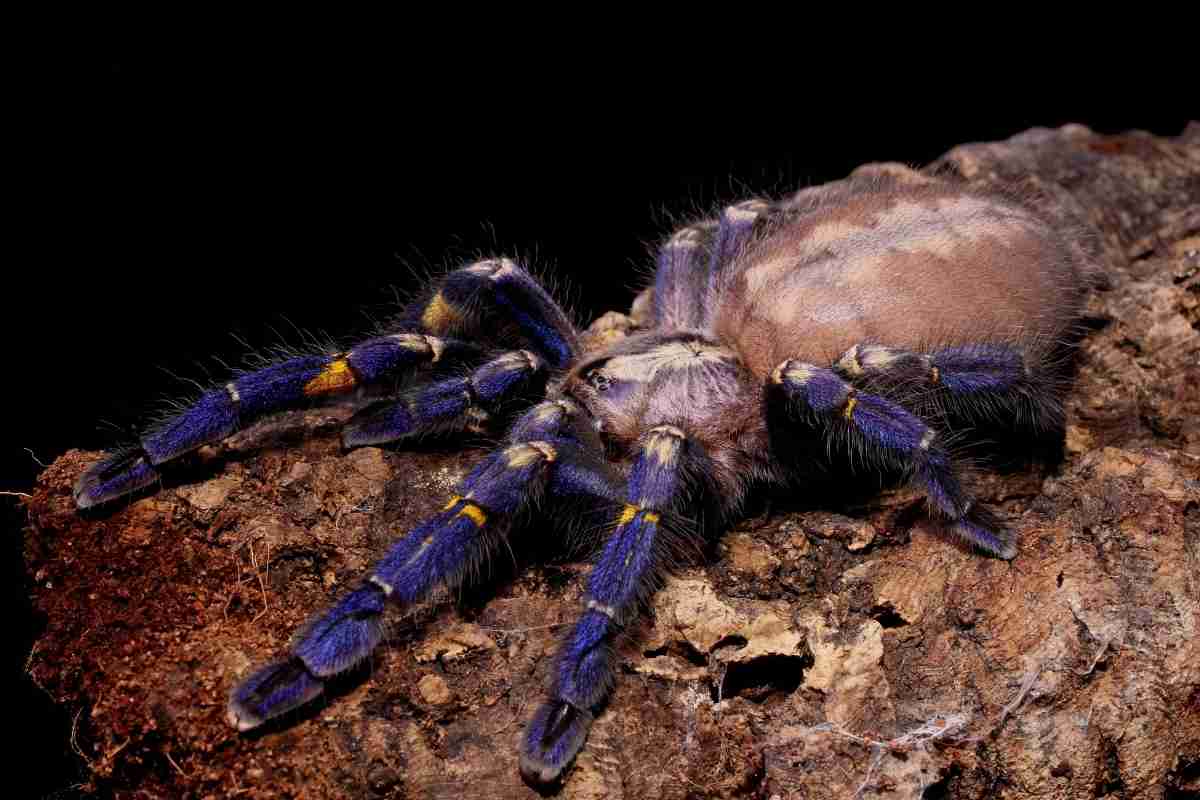 16 Blue Spiders And How To Identify Them! | Spiders Planet
