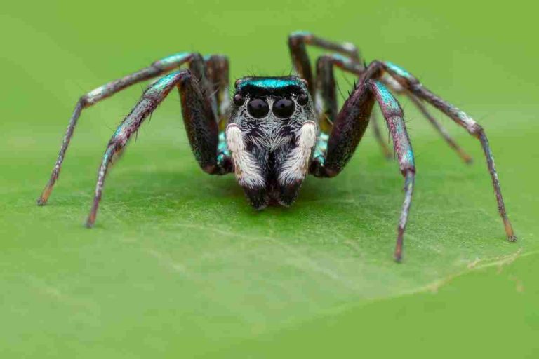 16 Blue Spiders You Won't Believe Exist: With Photos! | Spiders Planet