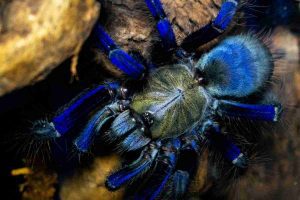 16 Blue Spiders You Won't Believe Exist: With Photos! | Spiders Planet