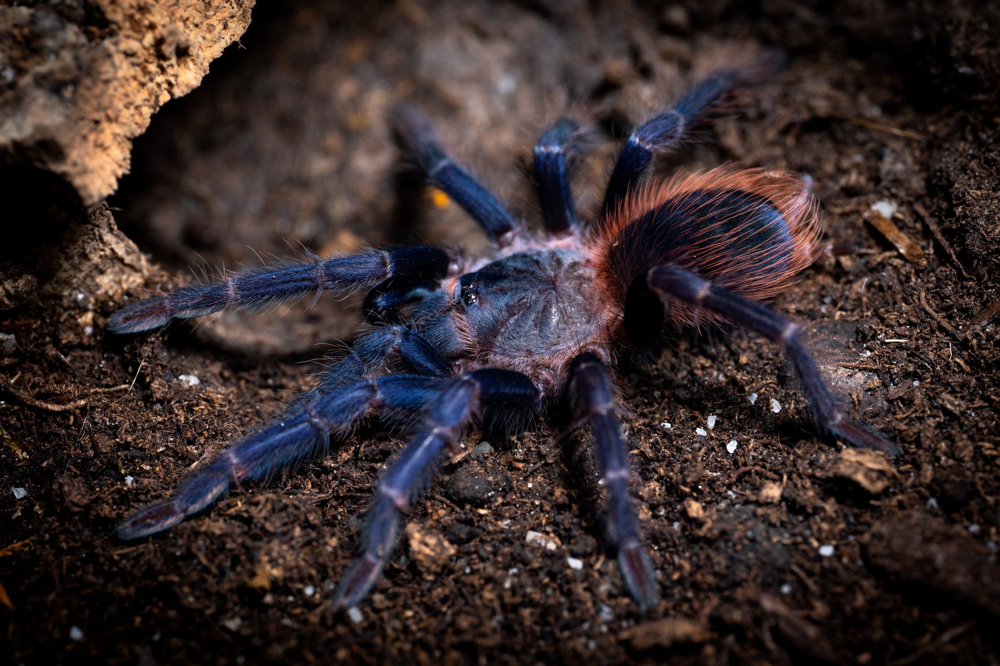 16 Blue Spiders You Won't Believe Exist: With Photos! | Spiders Planet