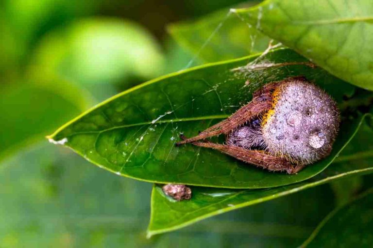 7 Reasons Why Spiders Sleep: Why It's Important?