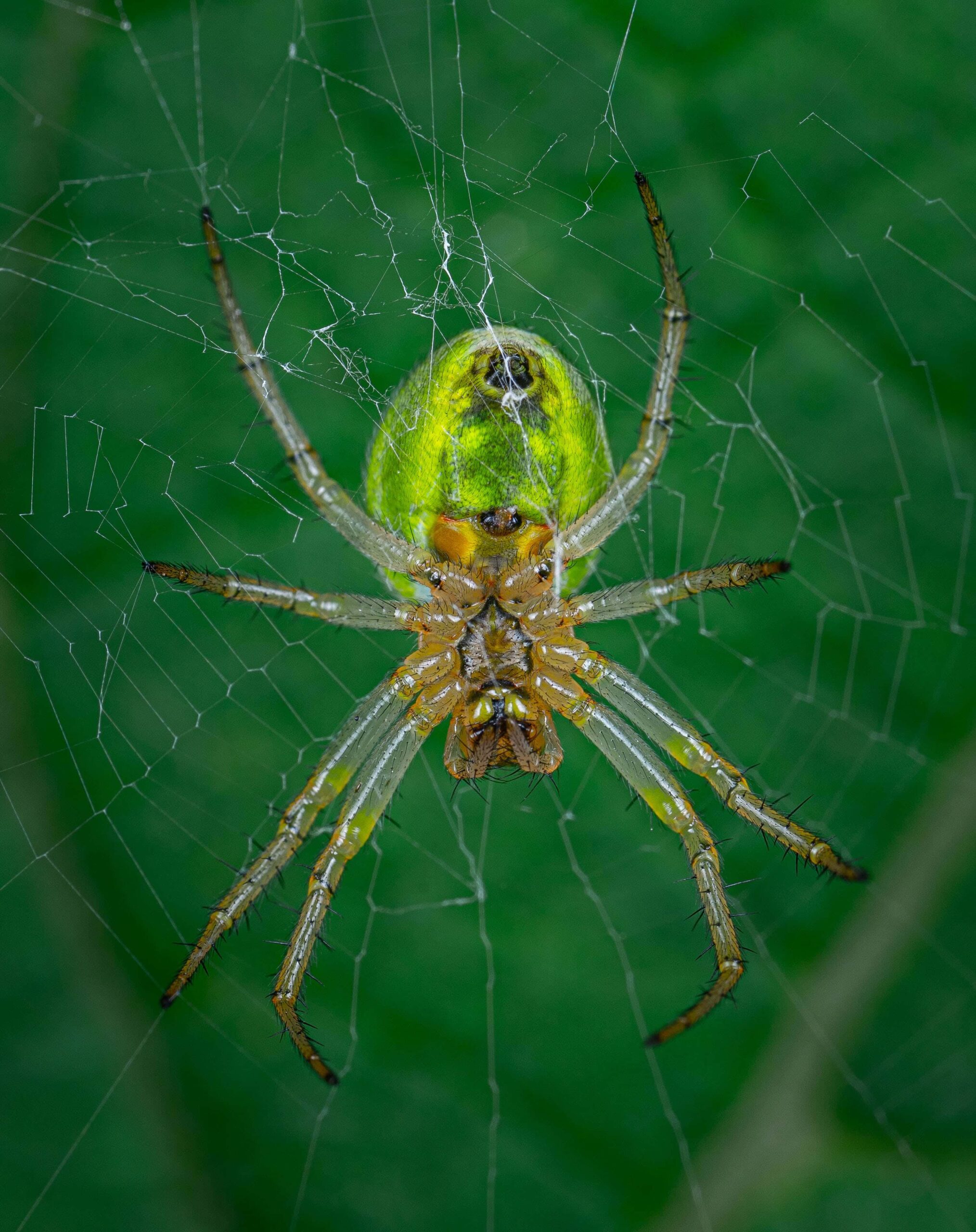 Do Spiders Have Teeth? | Spiders Planet