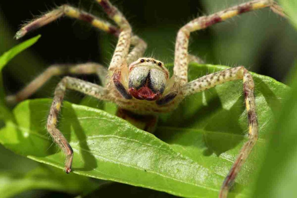16 Blue Spiders And How To Identify Them! | Spiders Planet