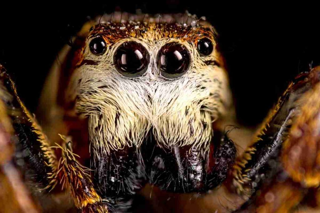 How Many Eyes Do Wolf Spiders Have? | Spiders Planet