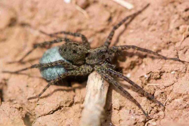 Do Blue Wolf Spiders Really Exist? | Spiders Planet