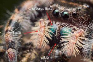 Do Spiders Have Tongues? (Spider’s Mouth Structure)