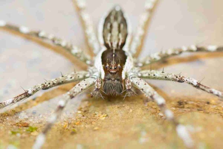 Can Spiders See Humans? Eye-Opening Facts! | Spiders Planet