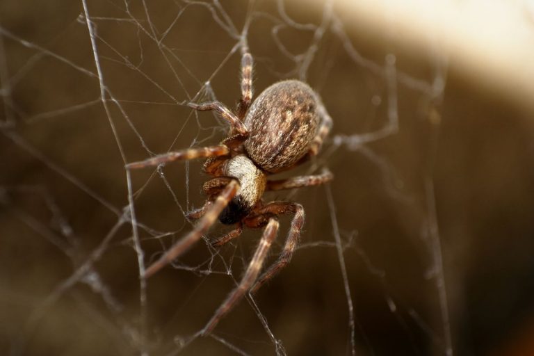 Do Spiders Really Poop? (Identification, Location)