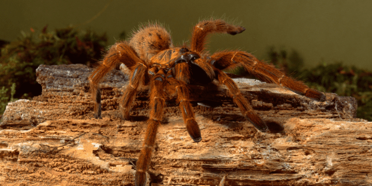 Spiders Planet | The Ultimate Spider Guide!