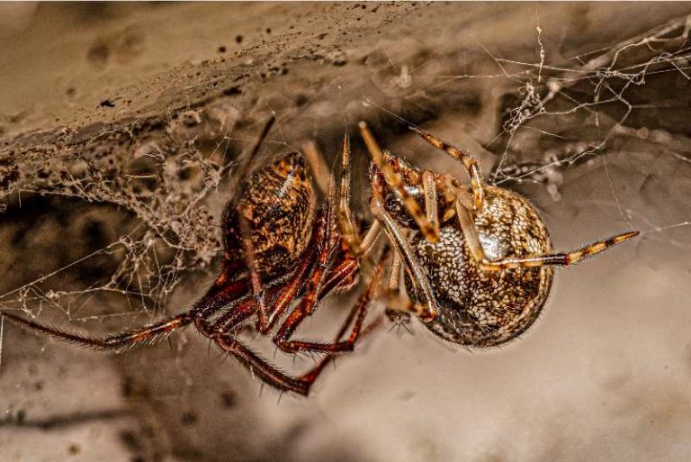 17 Small Spider Species With Photos! | Spiders Planet