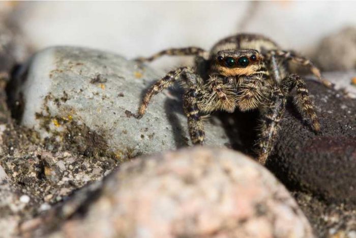 Are Jumping Spiders Really Friendly? | Spiders Planet