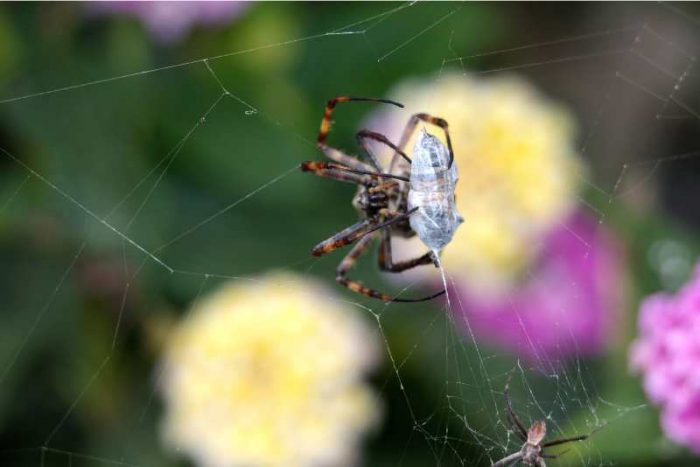 17 Small Spider Species With Photos! | Spiders Planet