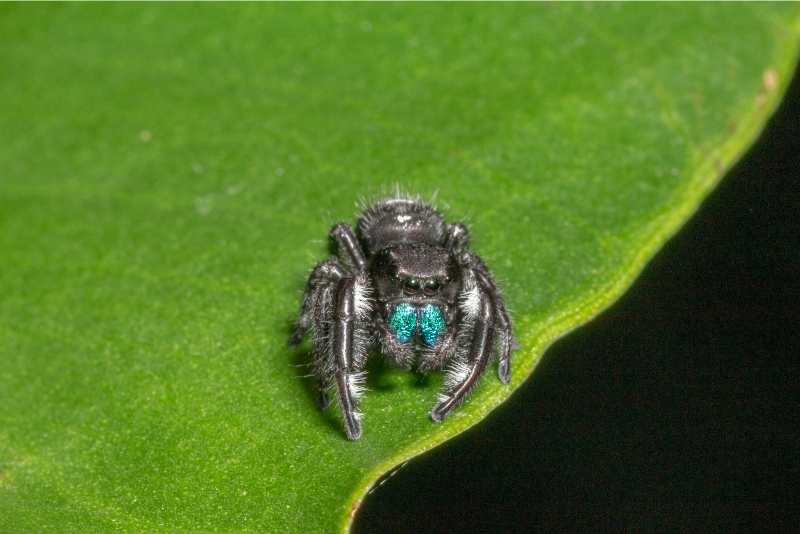 7 Largest Jumping Spiders In The World | Spiders Planet