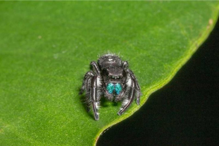 17 Small Spider Species With Photos! | Spiders Planet