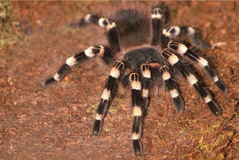 11 Best Pet Spiders For Beginners | Spiders Planet