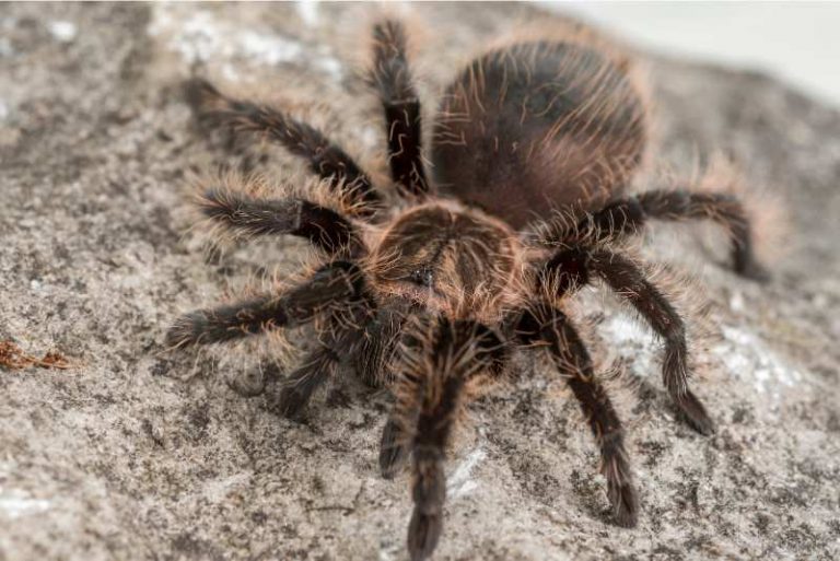 11 Best Pet Spiders For Beginners | Spiders Planet