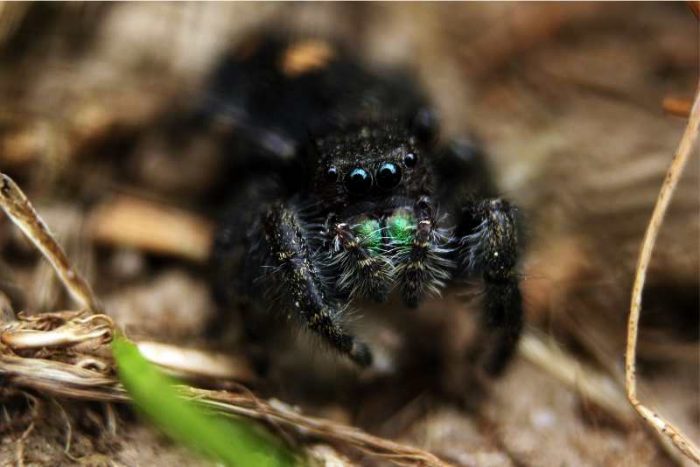 Do Jumping Spiders Make Webs? | Spiders Planet