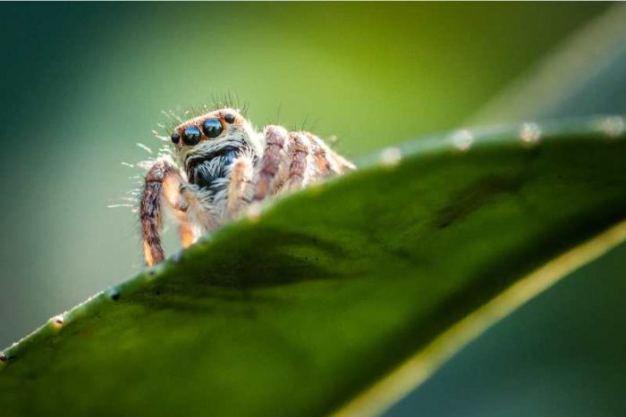 Do Jumping Spiders Drink Water? | Spiders Planet Do Jumping Spiders Drink Water? | Spiders Planet