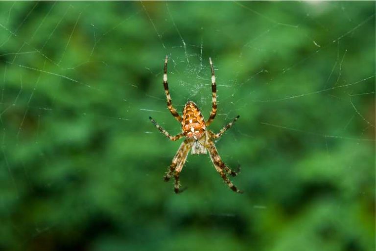 17 Small Spider Species With Photos! | Spiders Planet