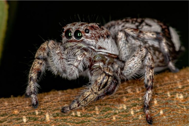 7 Largest Jumping Spiders In The World | Spiders Planet