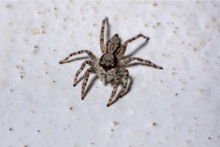 7 Largest Jumping Spiders In The World | Spiders Planet