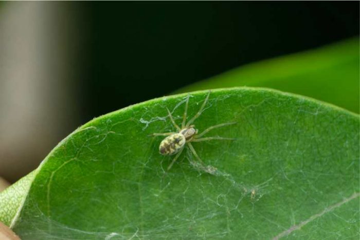 17 Small Spider Species With Photos! | Spiders Planet