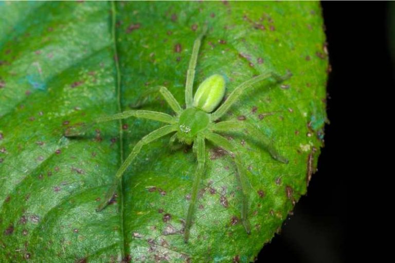 17 Small Spider Species With Photos! | Spiders Planet