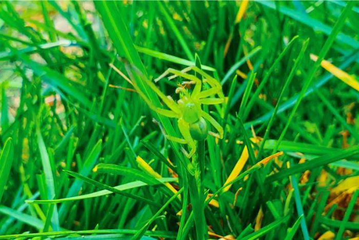 17 Small Spider Species With Photos! | Spiders Planet