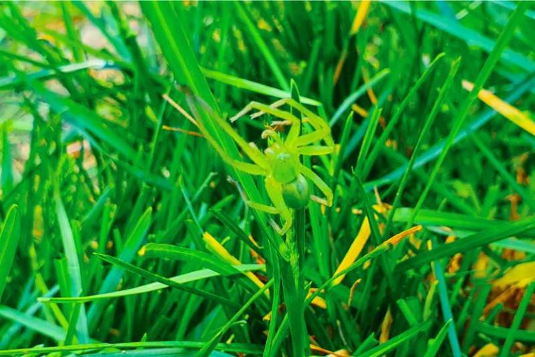 17 Small Spider Species With Photos! | Spiders Planet