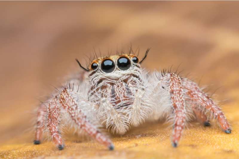 7 Largest Jumping Spiders In The World | Spiders Planet