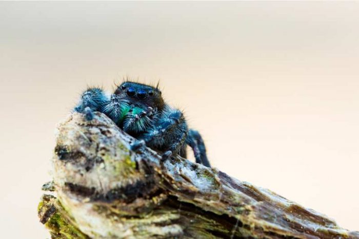 11 Best Pet Spiders For Beginners | Spiders Planet