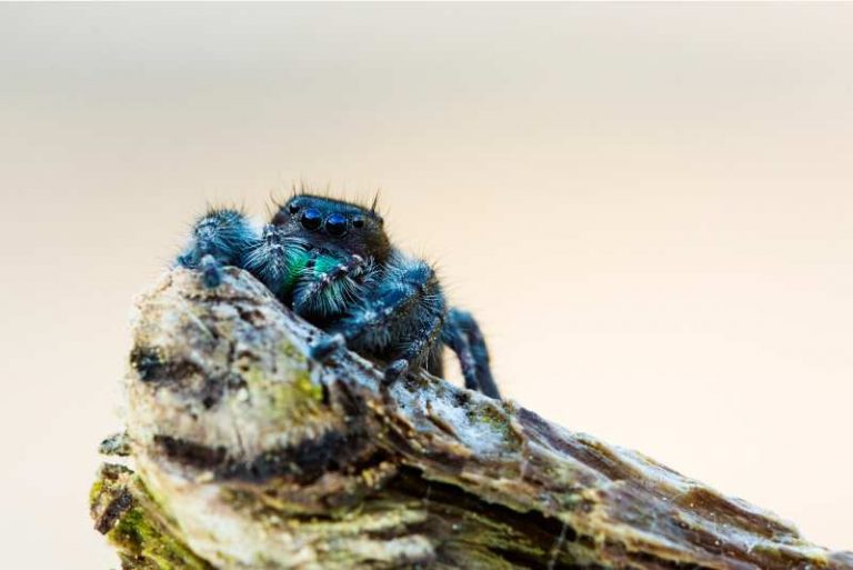 11 Best Pet Spiders For Beginners | Spiders Planet