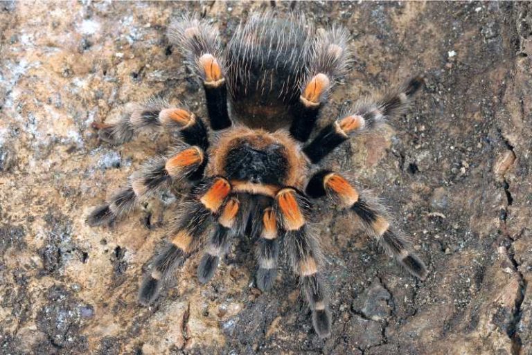 11 Best Pet Spiders For Beginners | Spiders Planet